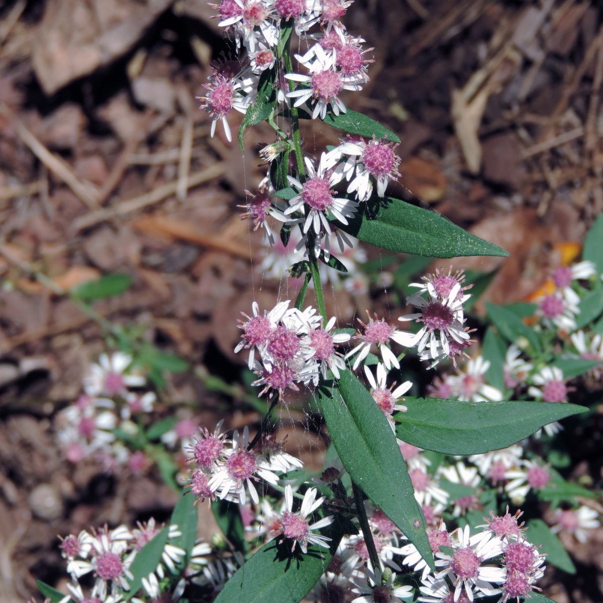What’s in Bloom | Longwood Gardens