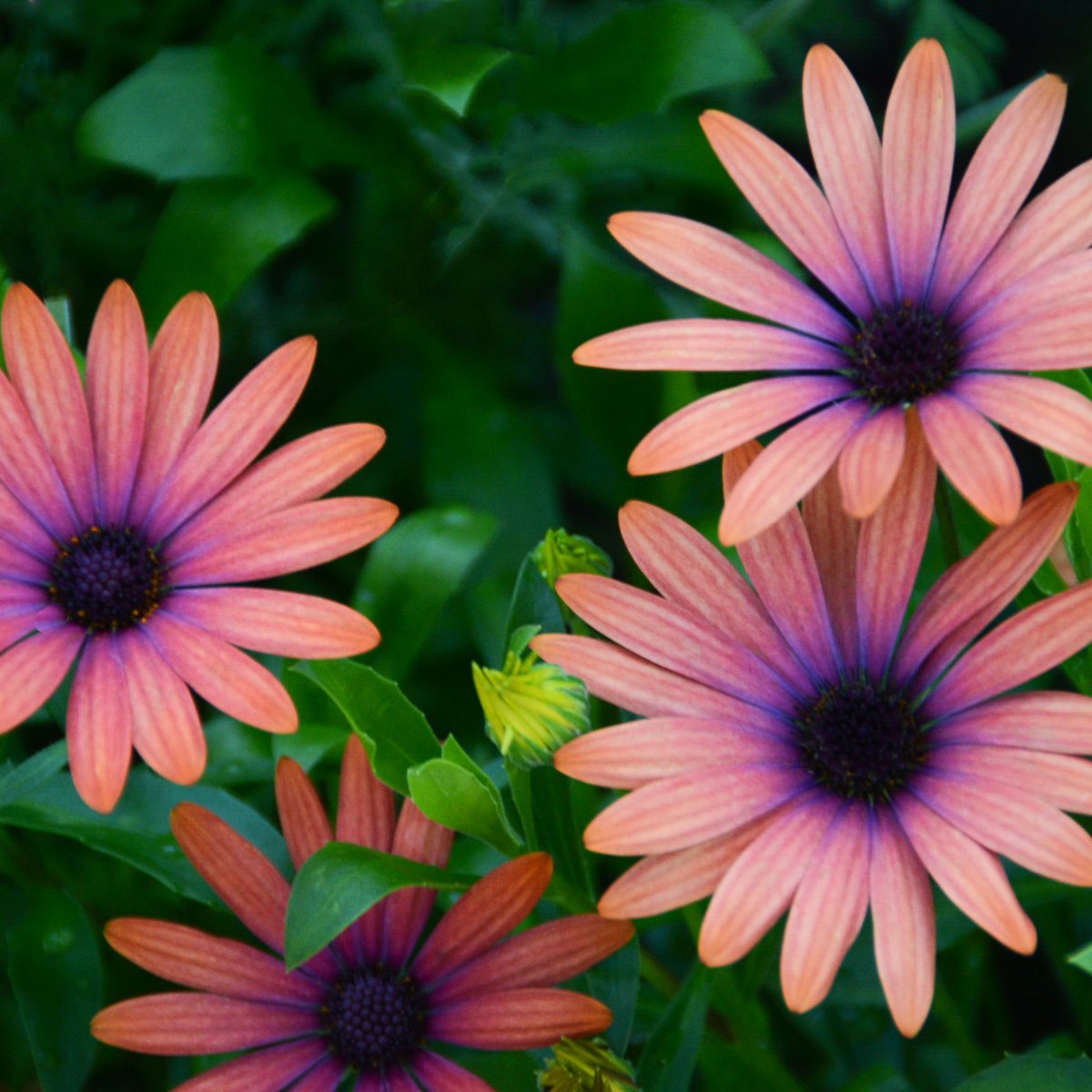 What’s in Bloom | Longwood Gardens