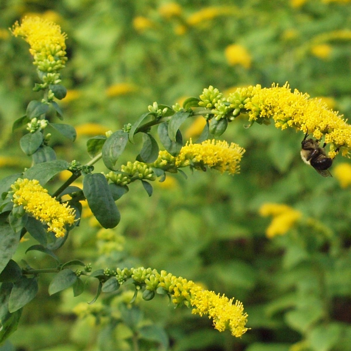 What’s in Bloom | Longwood Gardens