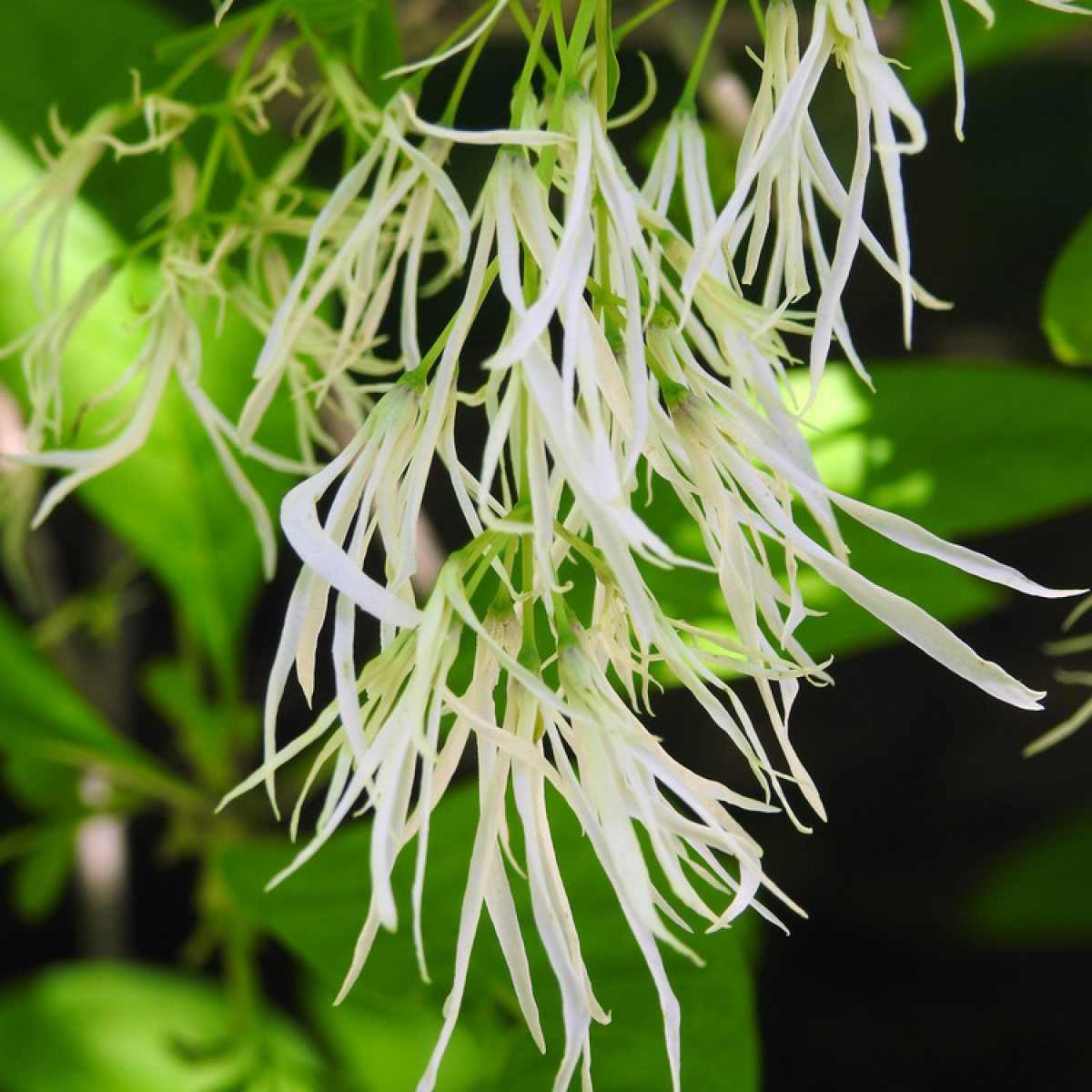 What’s in Bloom | Longwood Gardens