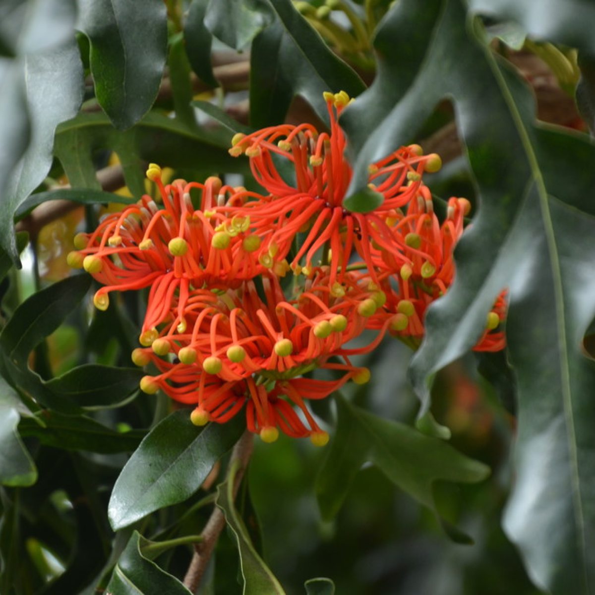 What’s in Bloom | Longwood Gardens