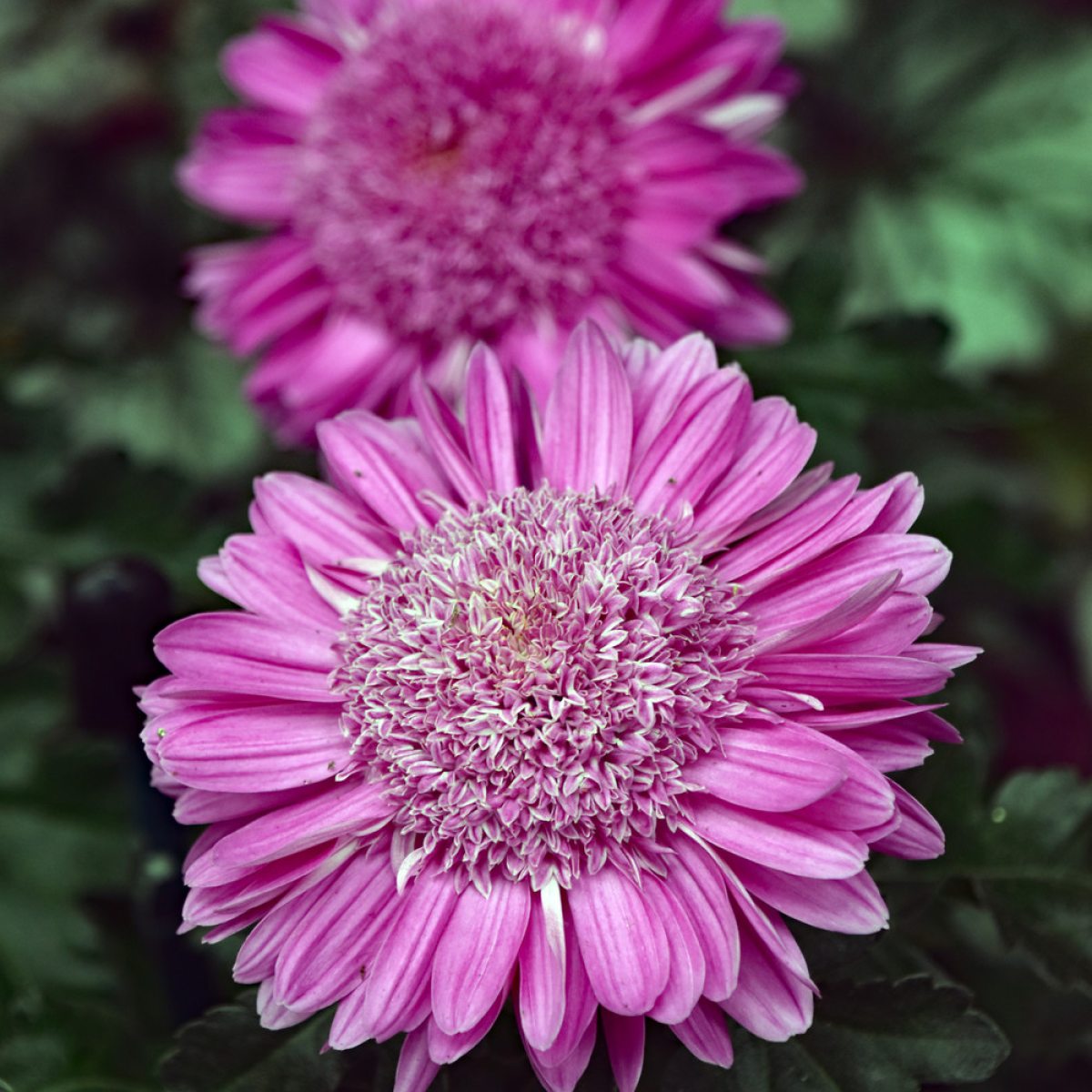 What’s in Bloom | Longwood Gardens