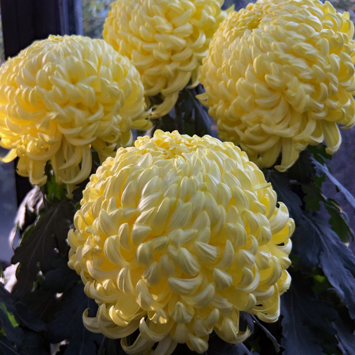 What’s in Bloom | Longwood Gardens