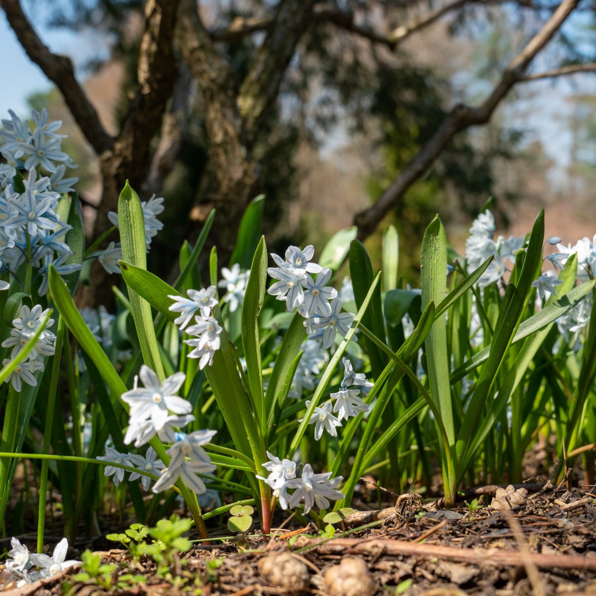 What’s in Bloom | Longwood Gardens