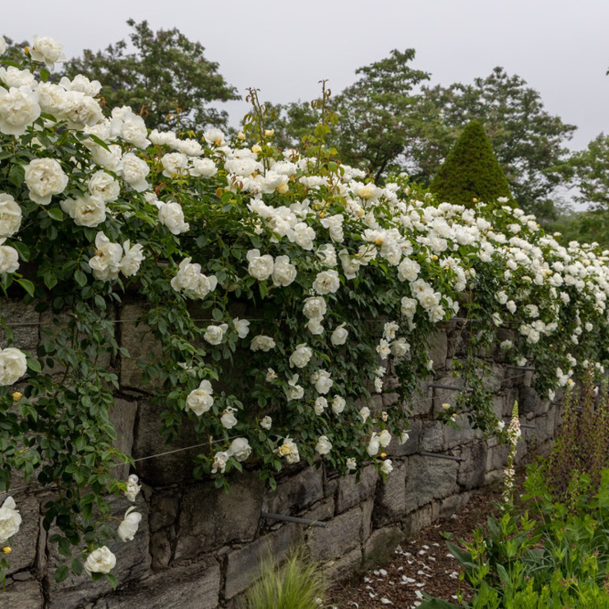 What’s in Bloom | Longwood Gardens