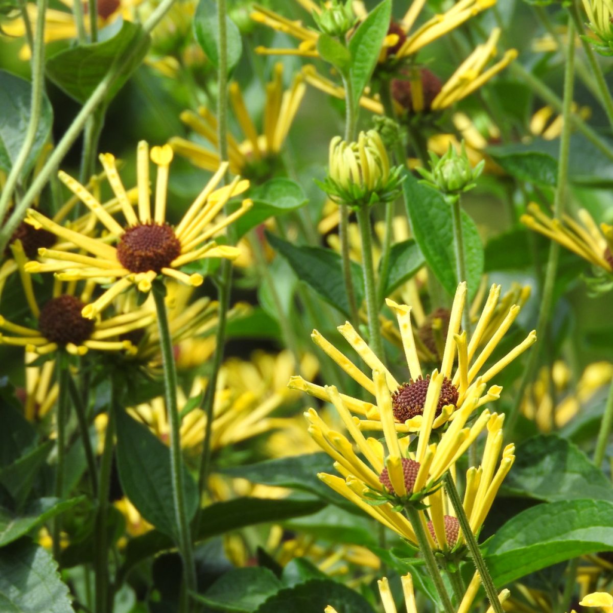 What’s in Bloom | Longwood Gardens