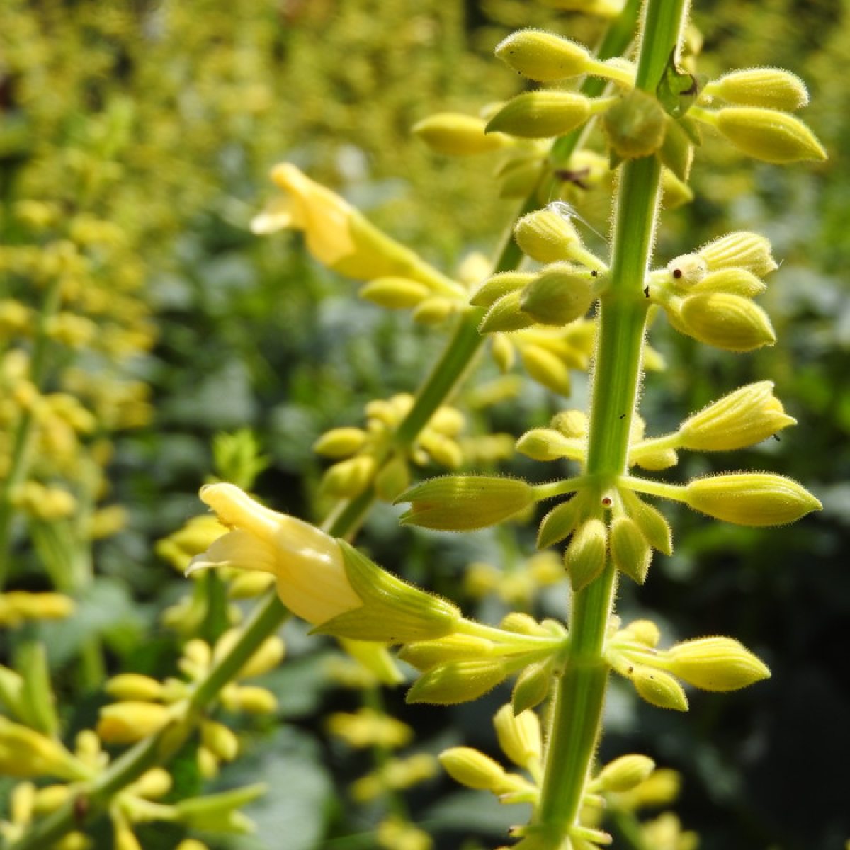 What’s in Bloom | Longwood Gardens