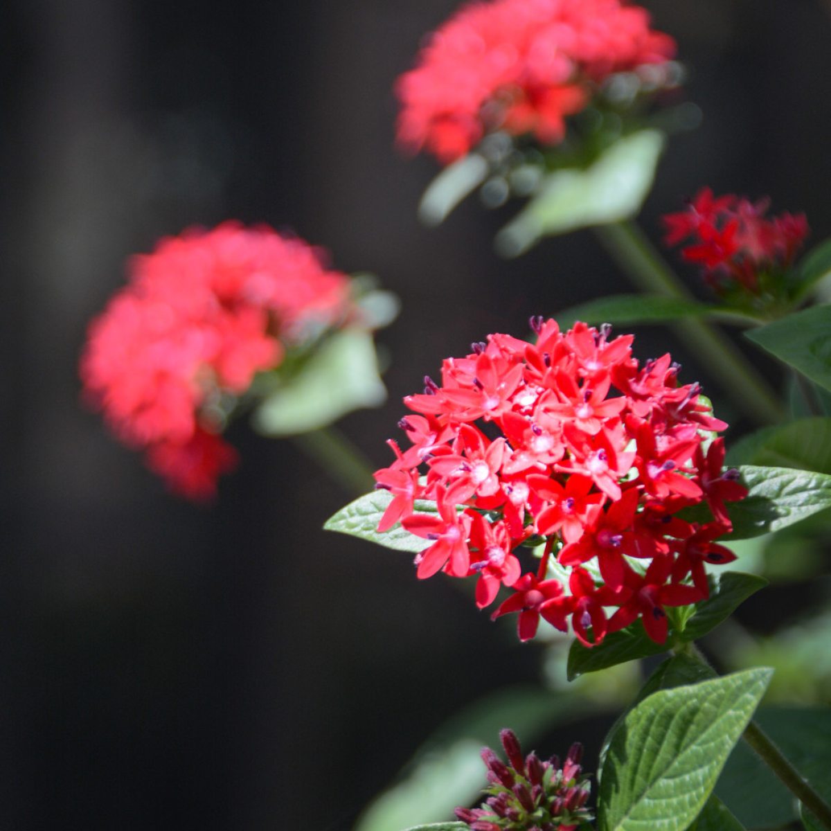 What’s in Bloom | Longwood Gardens