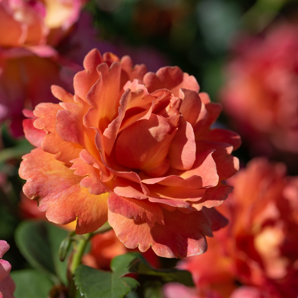 What’s in Bloom | Longwood Gardens