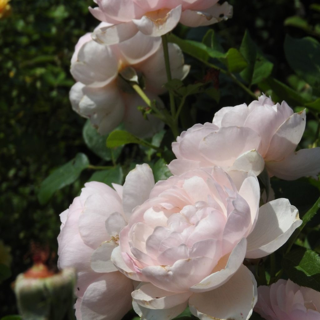 Main Fountain Garden District | Longwood Gardens