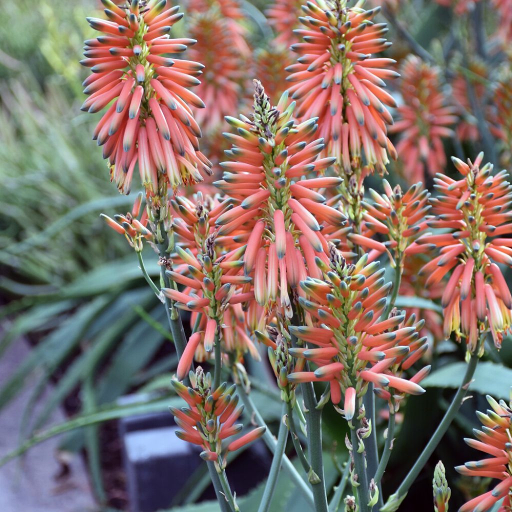 What’s in Bloom | Longwood Gardens