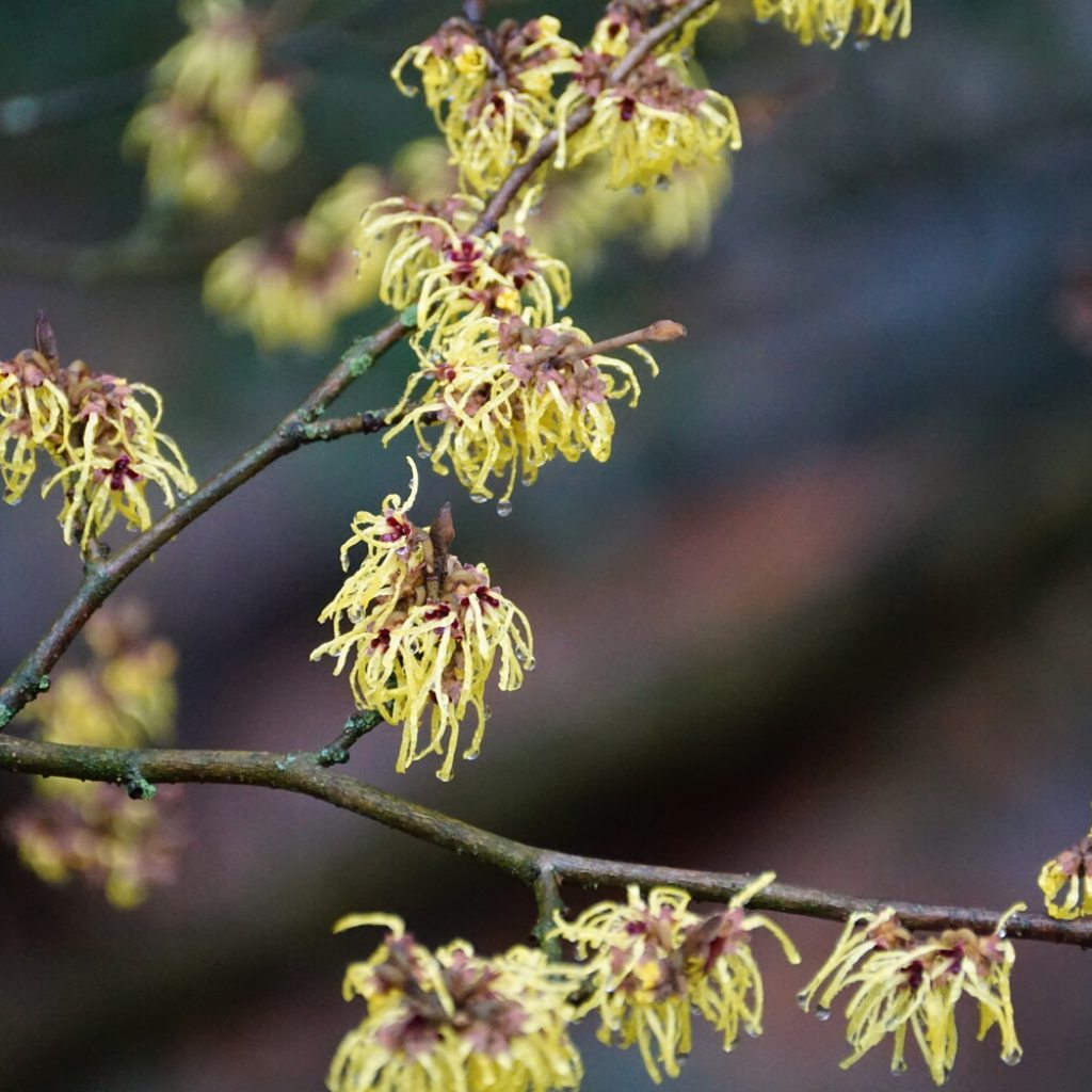 What’s in Bloom | Longwood Gardens