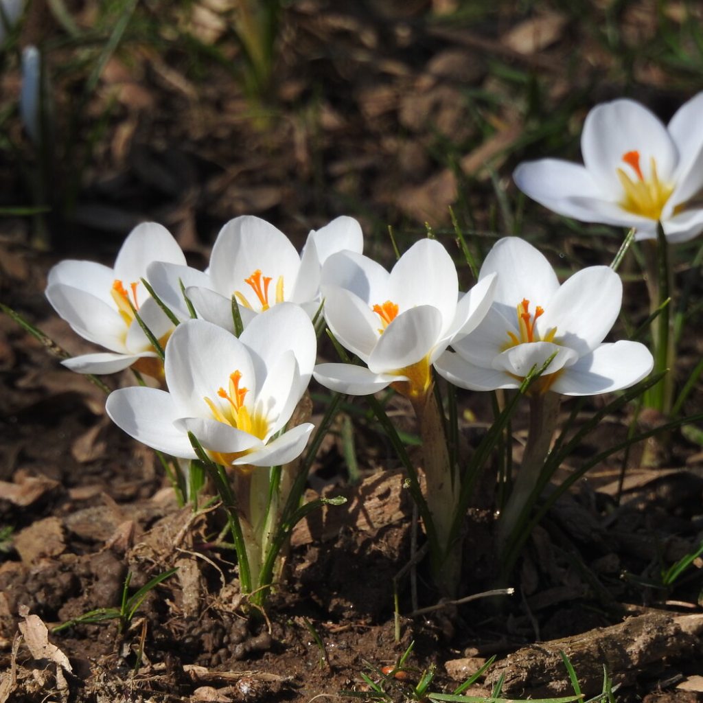 House & Theater District | Longwood Gardens