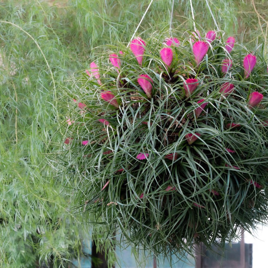 What’s in Bloom | Longwood Gardens