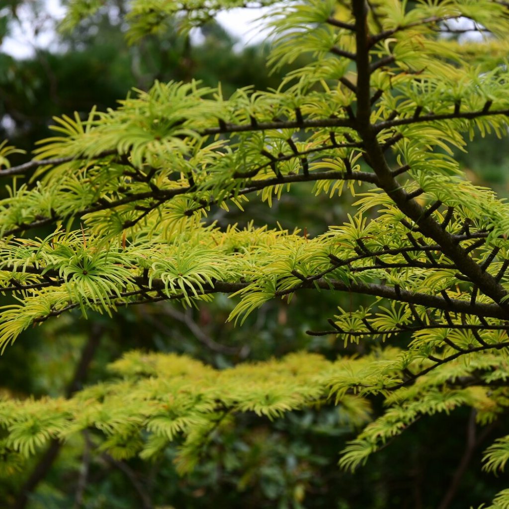 What’s in Bloom | Longwood Gardens