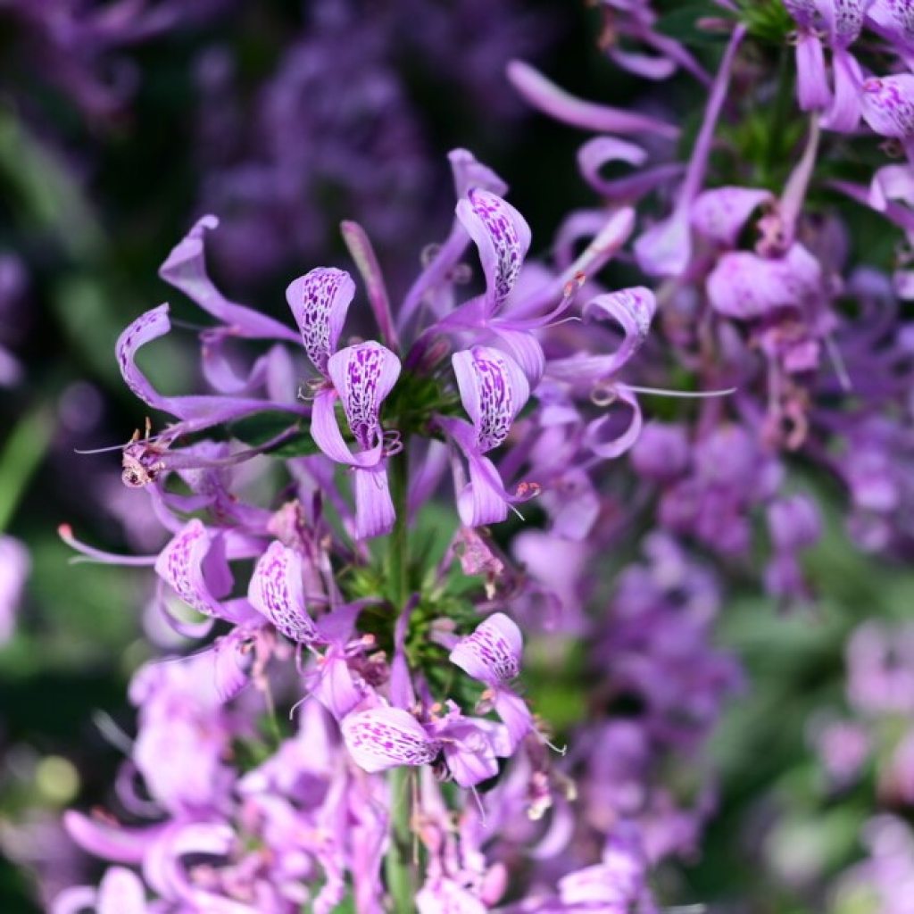 What’s in Bloom | Longwood Gardens