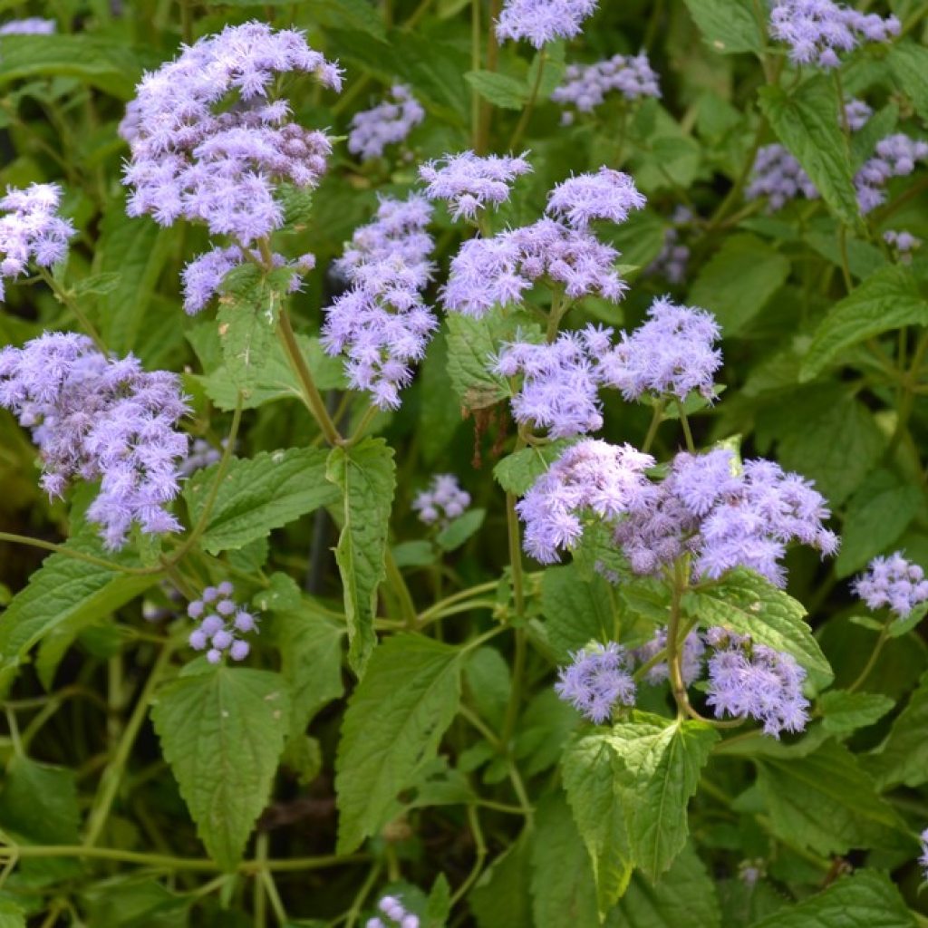What’s in Bloom | Longwood Gardens