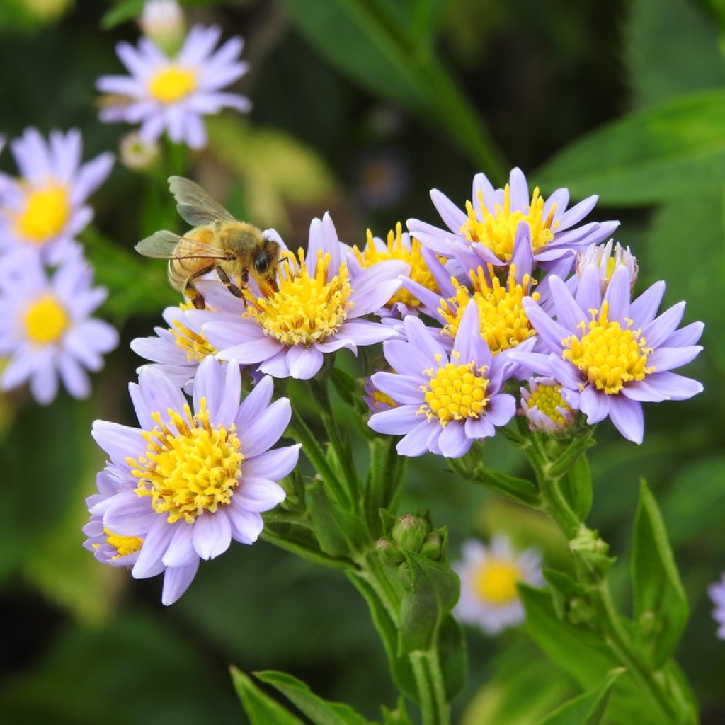 What’s in Bloom | Longwood Gardens