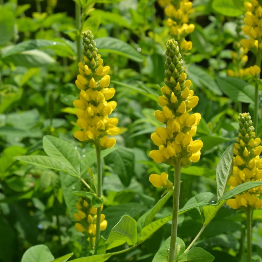 What’s in Bloom | Longwood Gardens