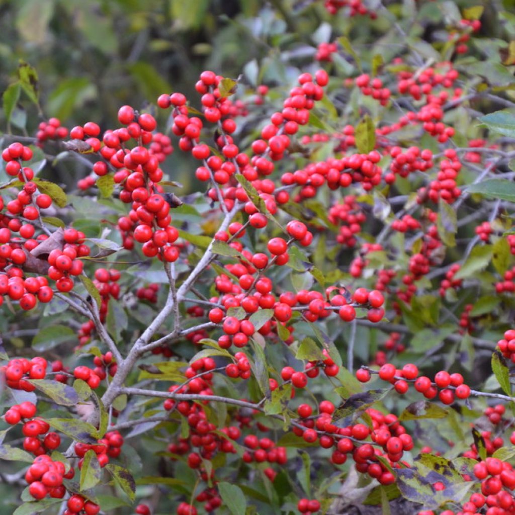 What’s in Bloom | Longwood Gardens