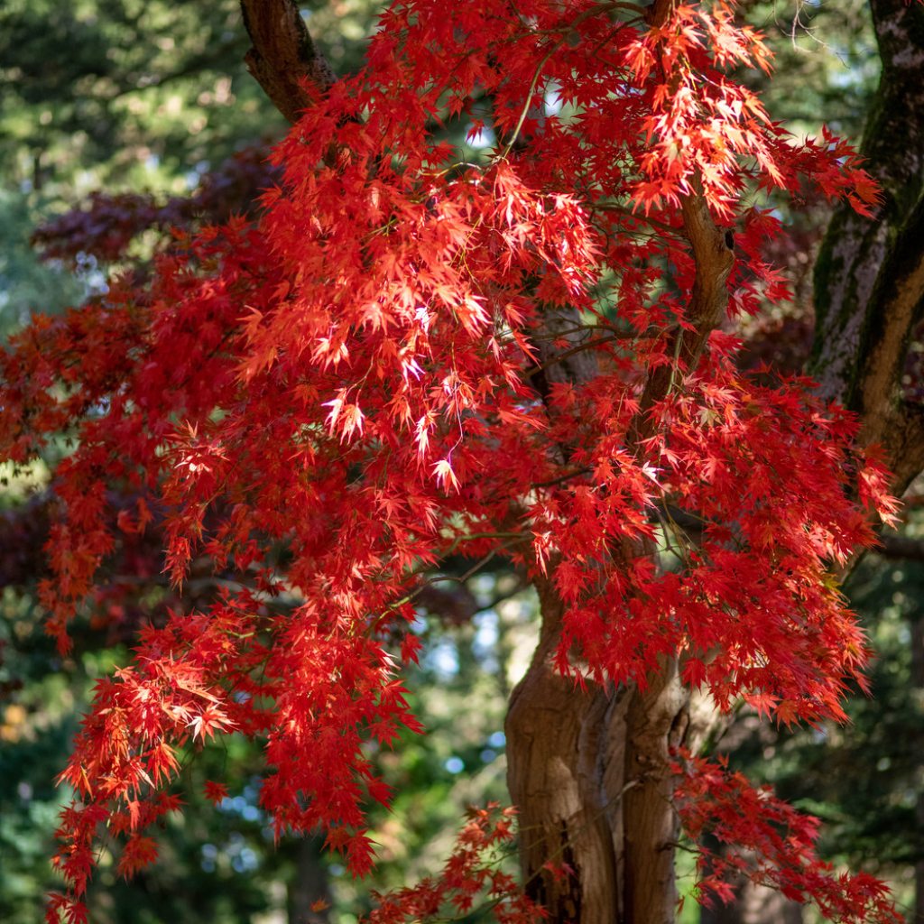 What’s in Bloom | Longwood Gardens
