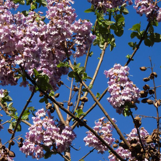 What’s in Bloom | Longwood Gardens