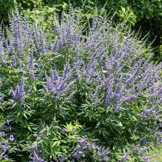 What’s in Bloom | Longwood Gardens