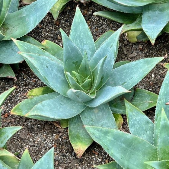 What’s in Bloom | Longwood Gardens