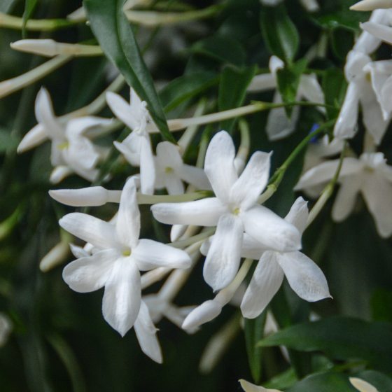 What’s in Bloom | Longwood Gardens