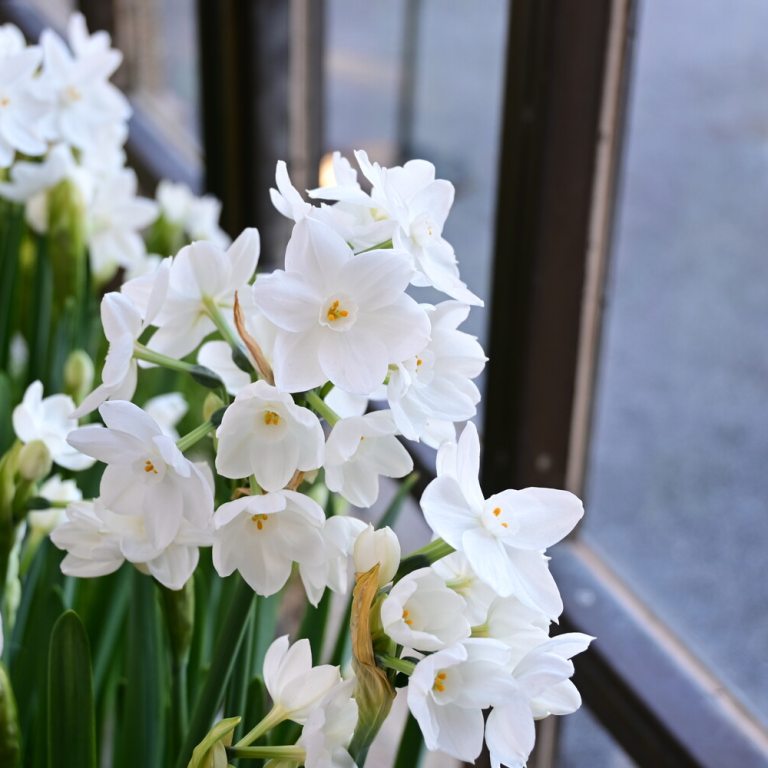 What’s in Bloom | Longwood Gardens