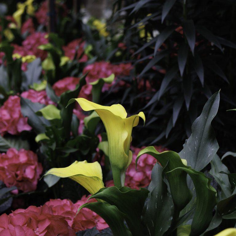 What’s in Bloom | Longwood Gardens