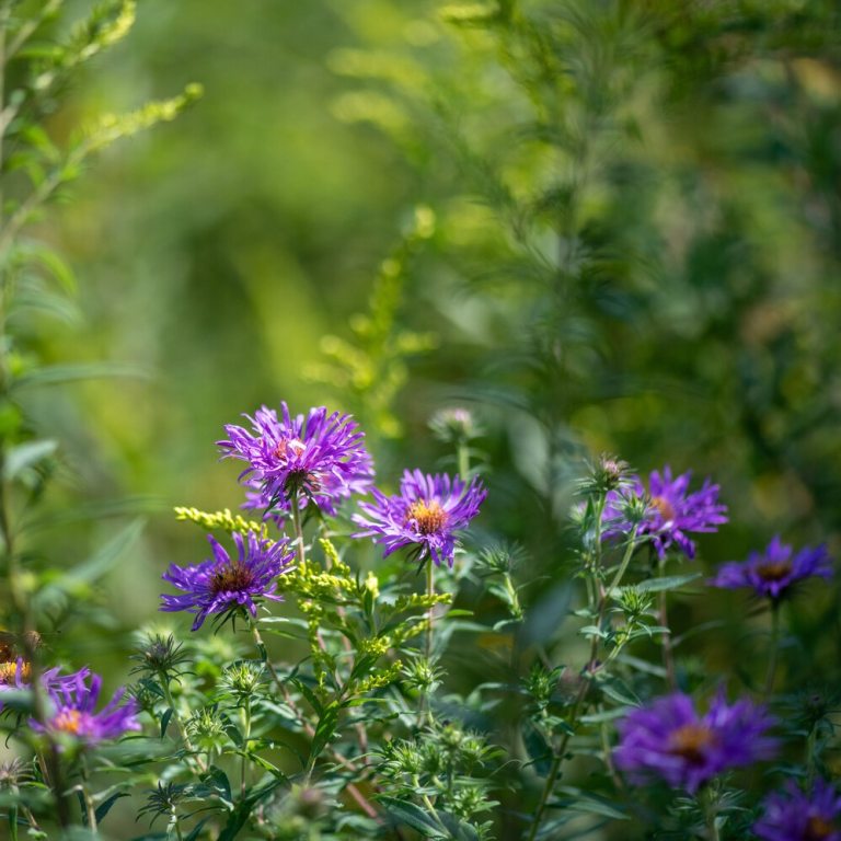 What’s in Bloom | Longwood Gardens