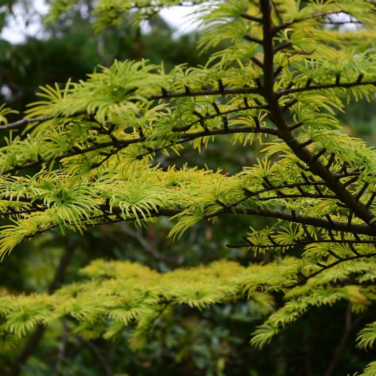 What’s in Bloom | Longwood Gardens