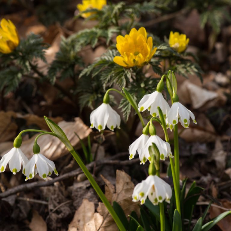 What’s in Bloom | Longwood Gardens