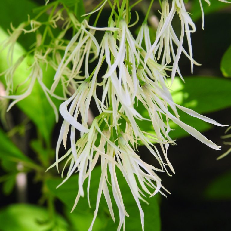 What’s in Bloom | Longwood Gardens