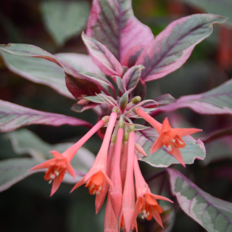 What’s in Bloom | Longwood Gardens