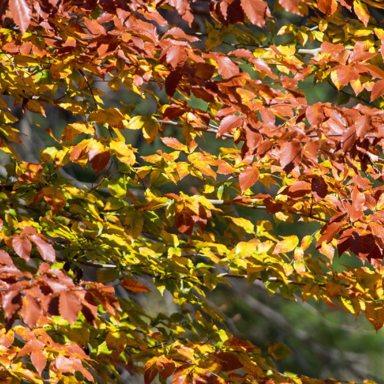 What’s in Bloom | Longwood Gardens