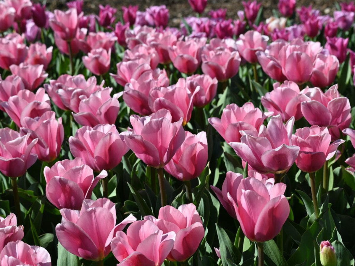 What’s in Bloom | Longwood Gardens