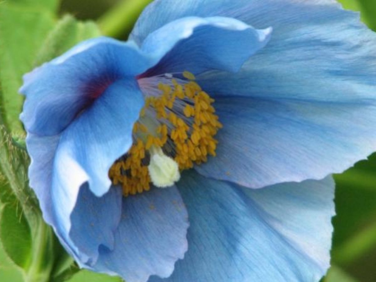 Blue-poppies | Longwood Gardens