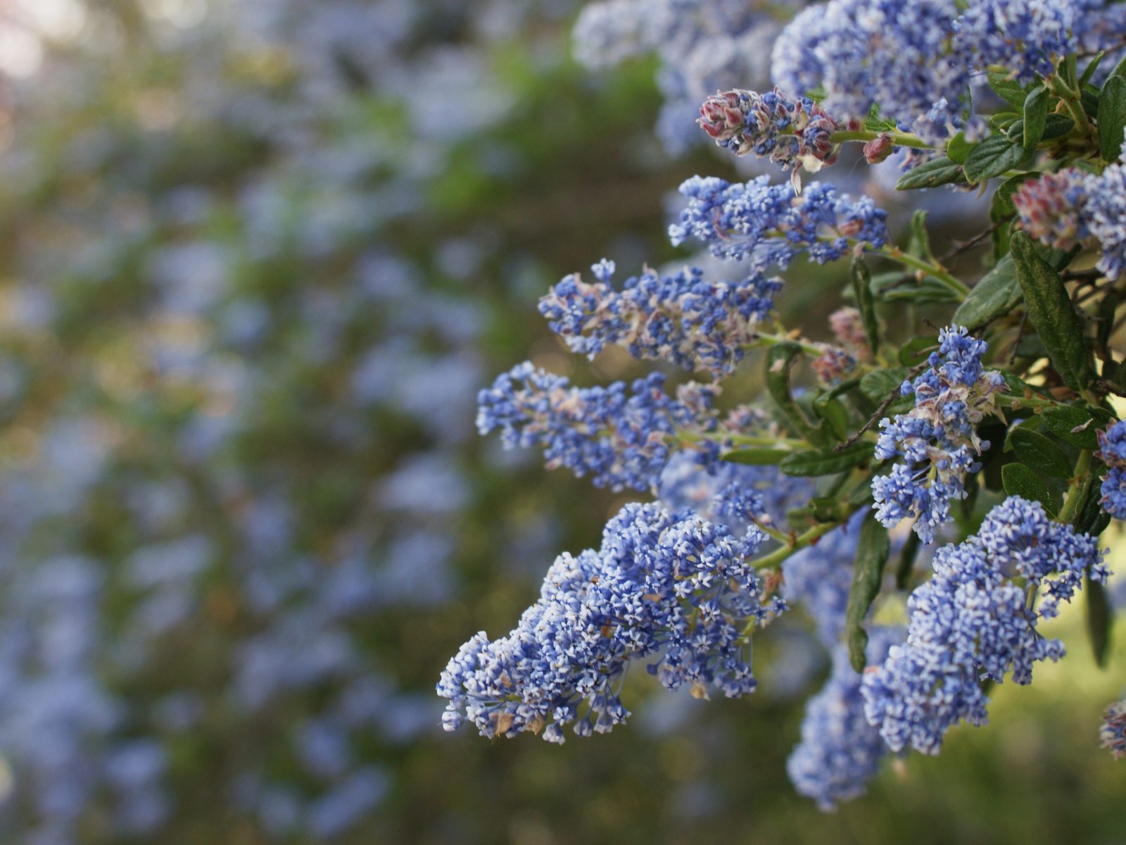 Blue-poppies | Longwood Gardens