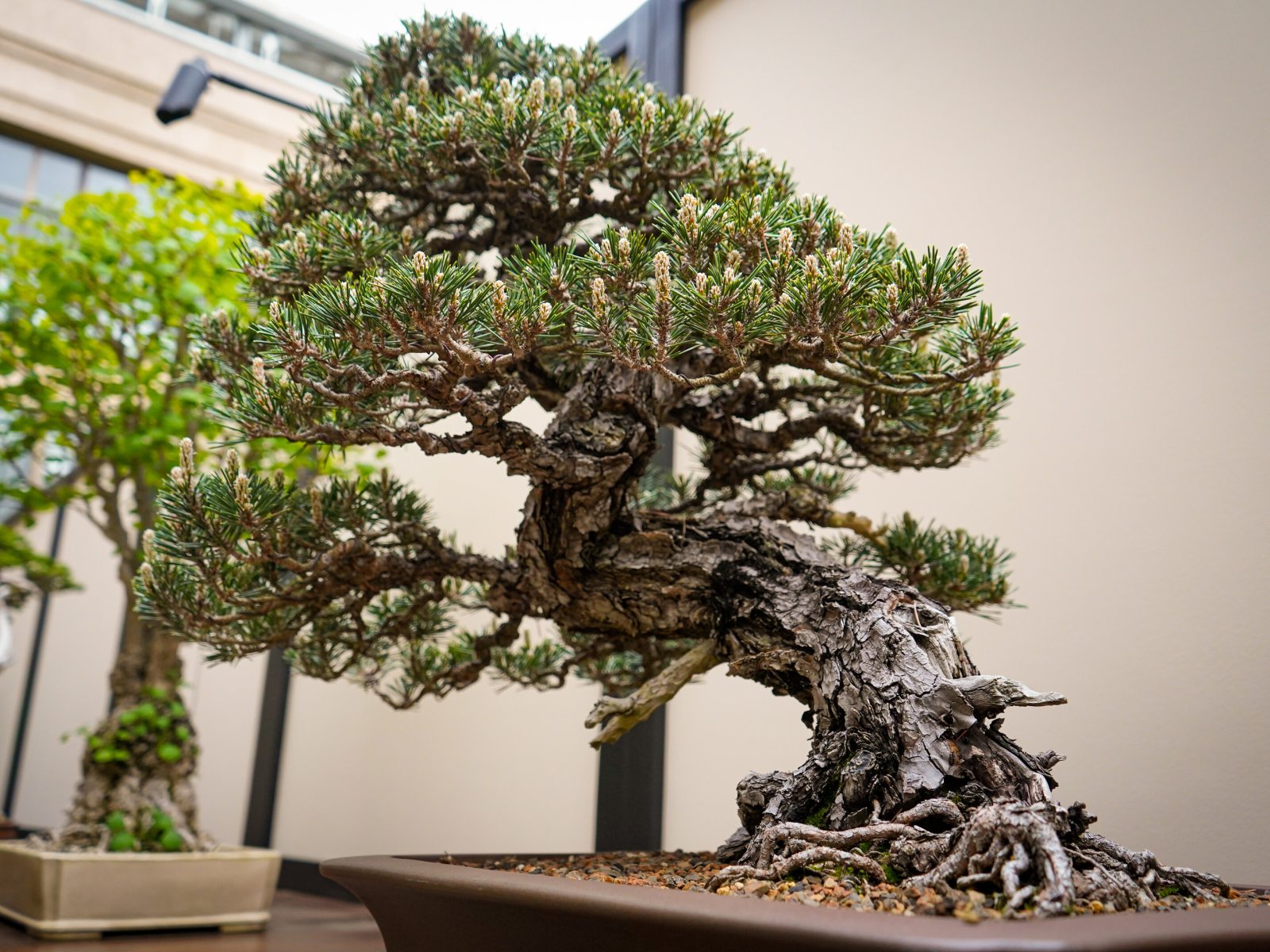 Bonsai Collection | Longwood Gardens