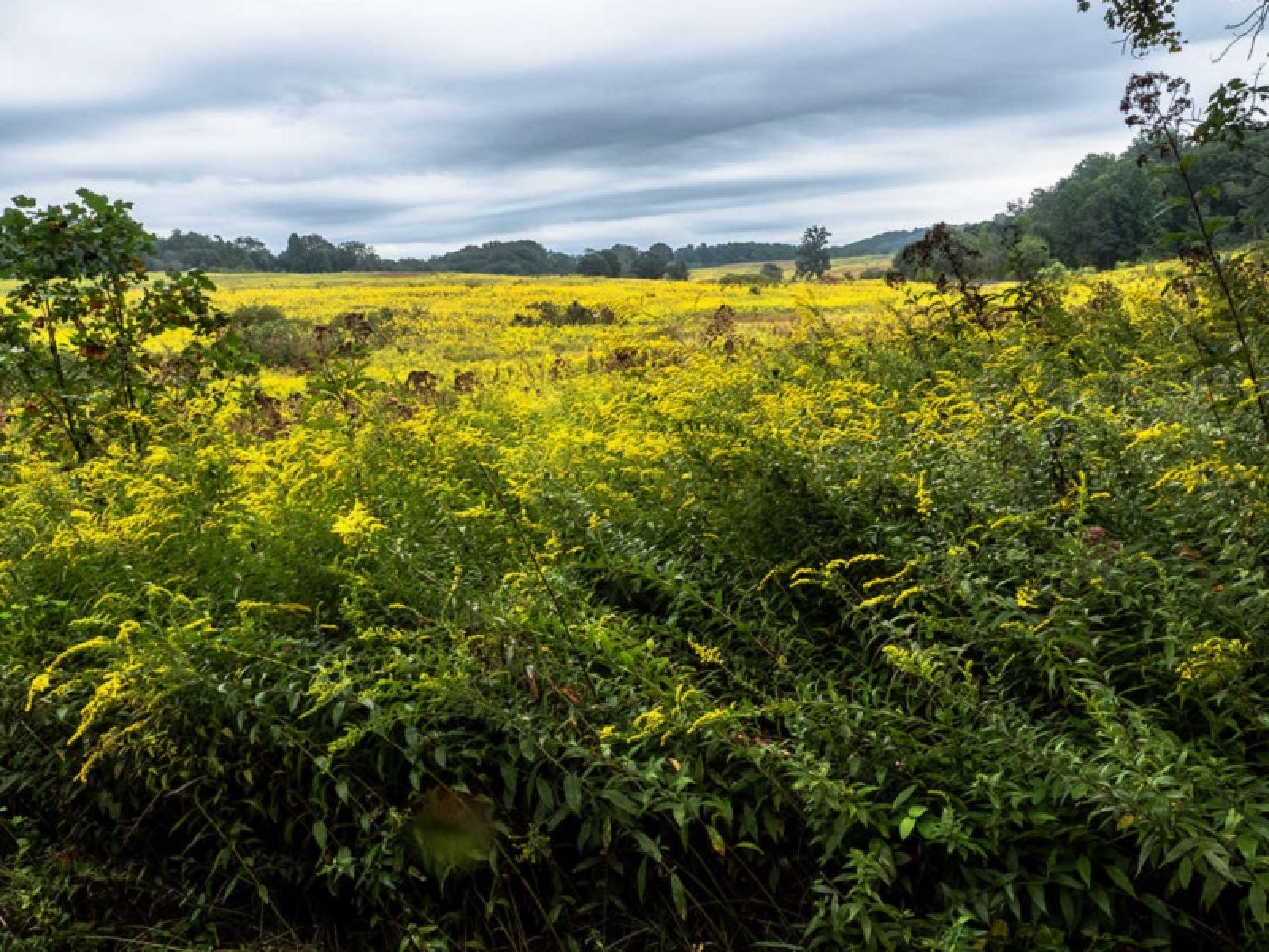 Meadow Garden | Longwood Gardens