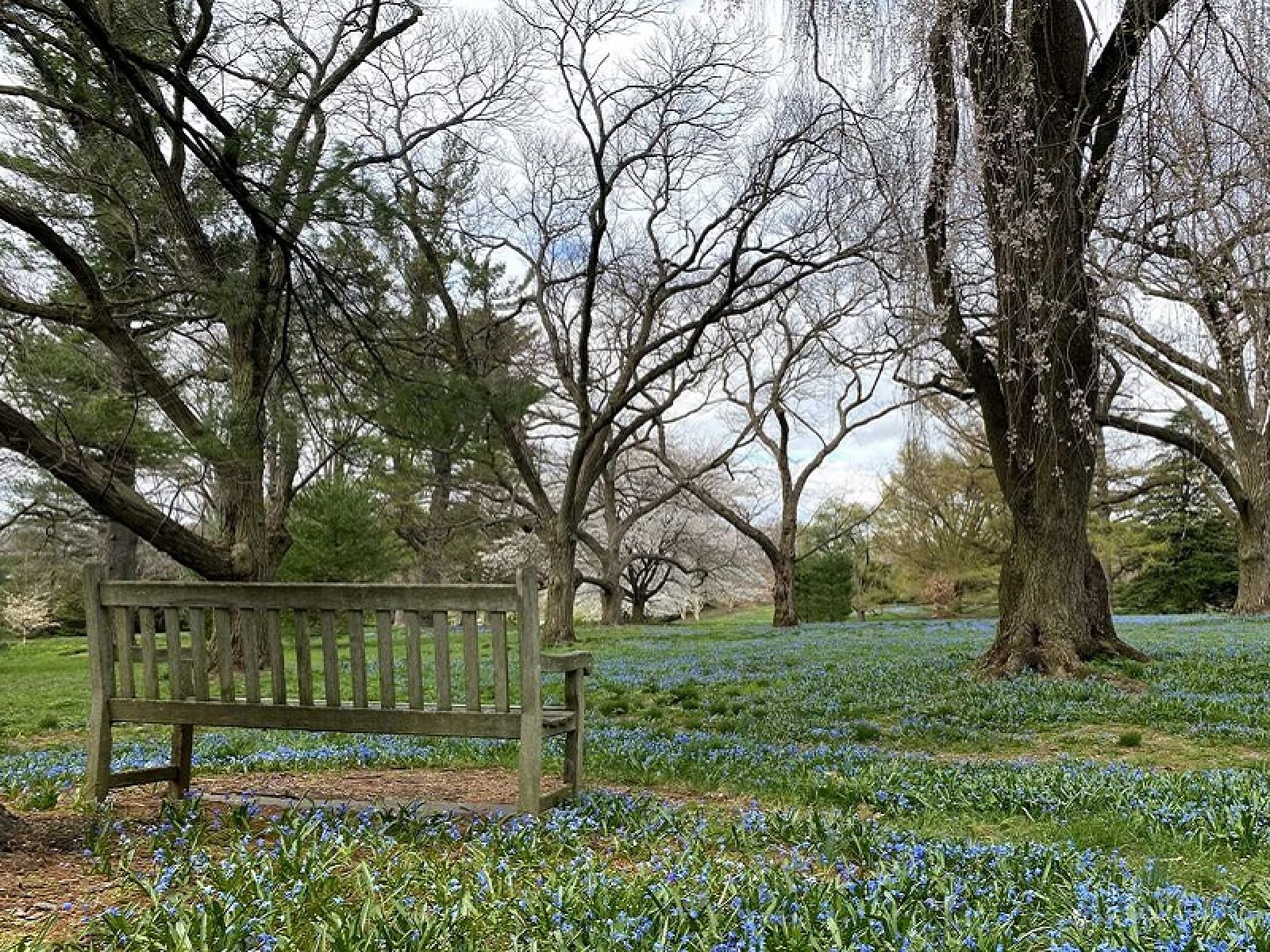 Oak and Conifer Knoll | Longwood Gardens