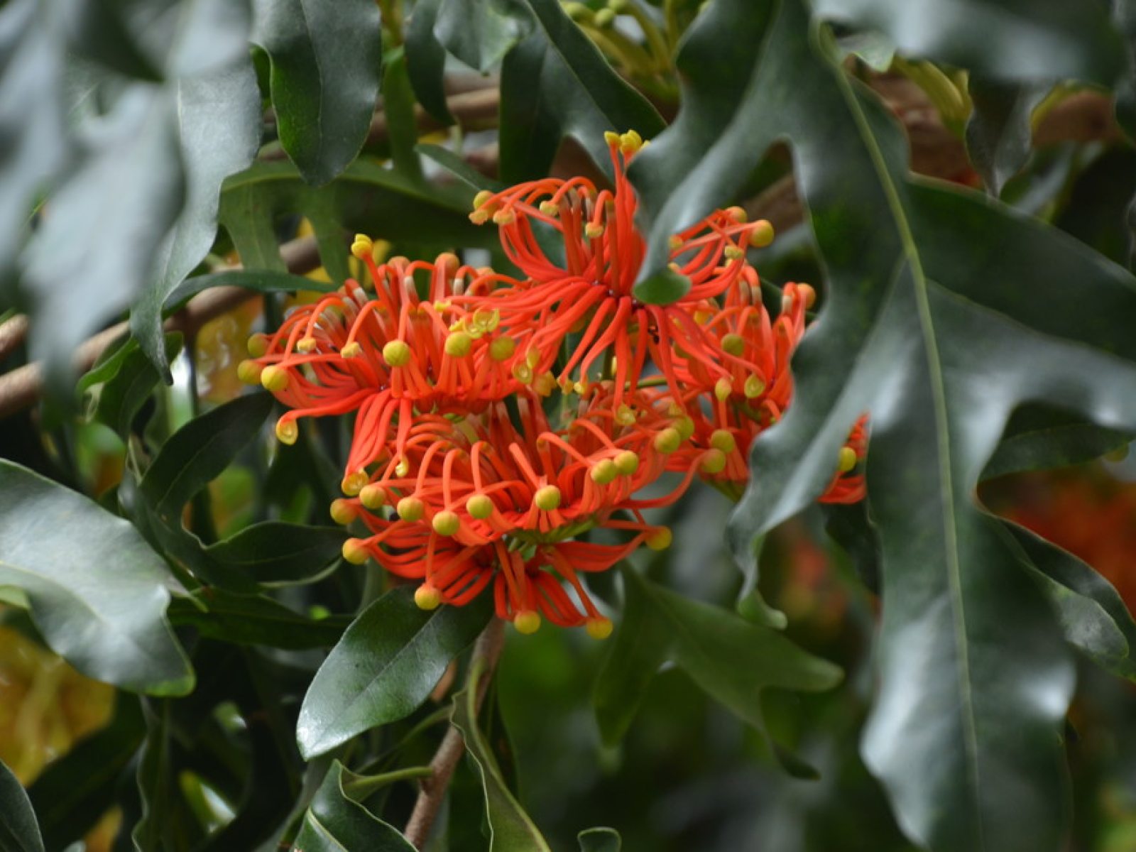 What’s in Bloom | Longwood Gardens