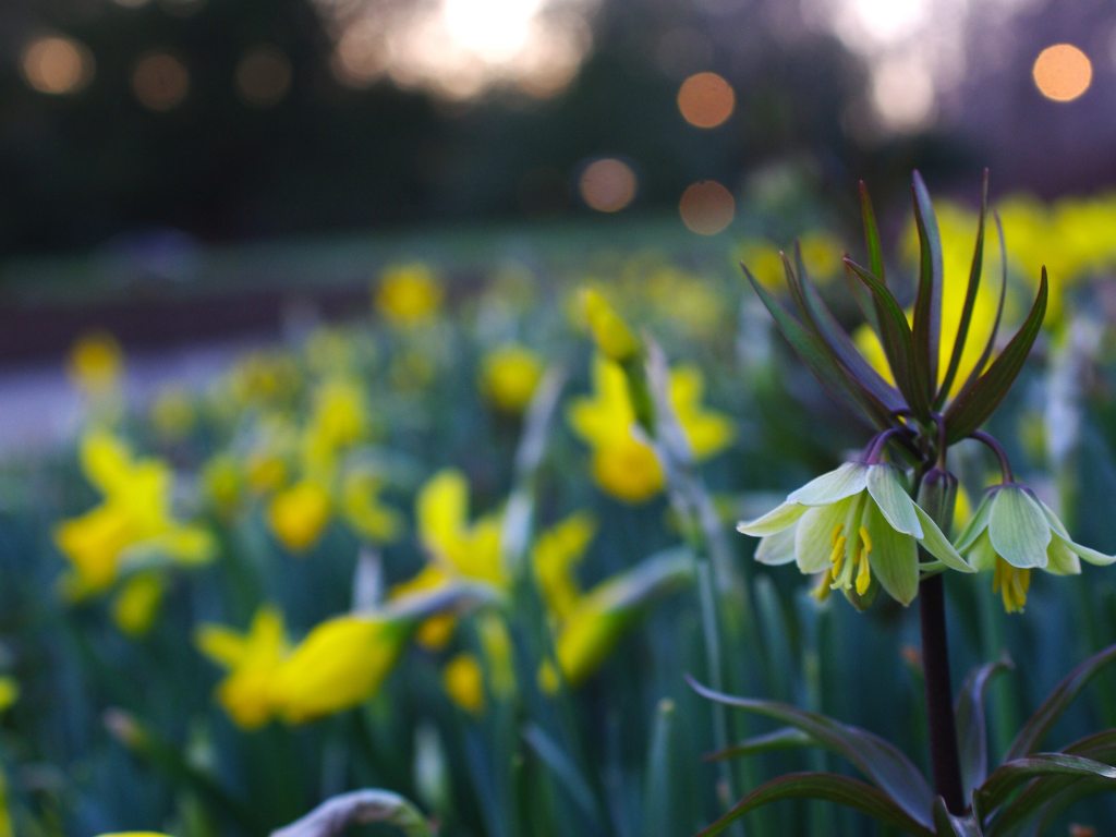 Spring Blooms | Longwood Gardens
