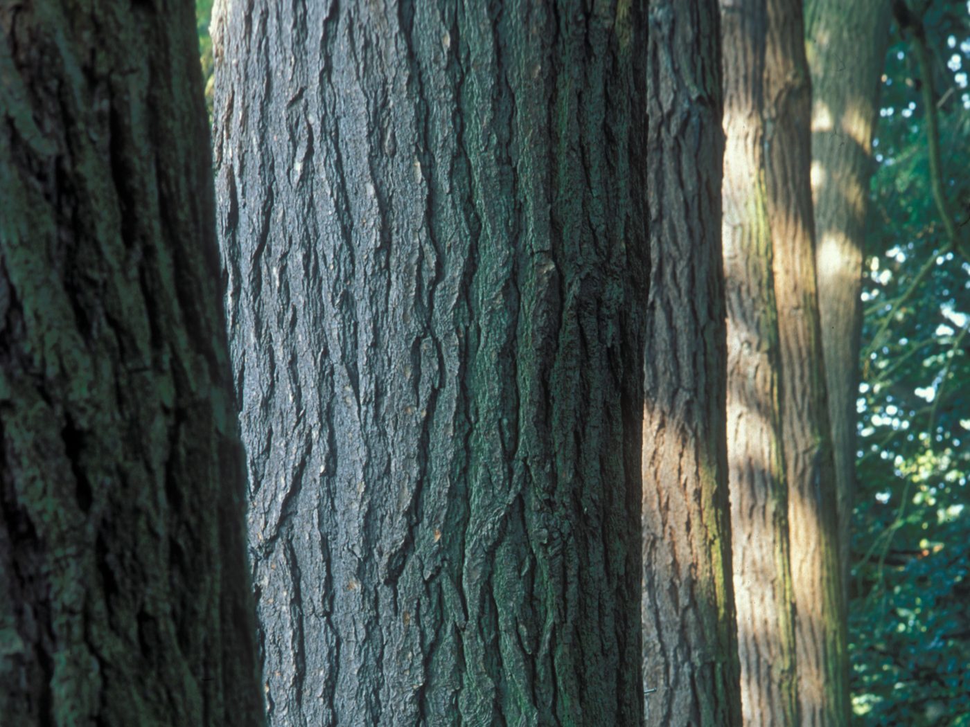 Oak and Conifer Knoll | Longwood Gardens