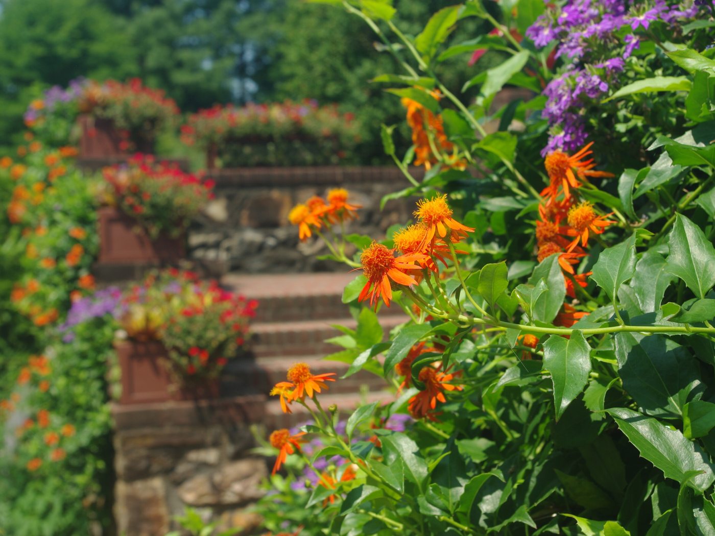 Home Gardening & Design Resources | Longwood Gardens