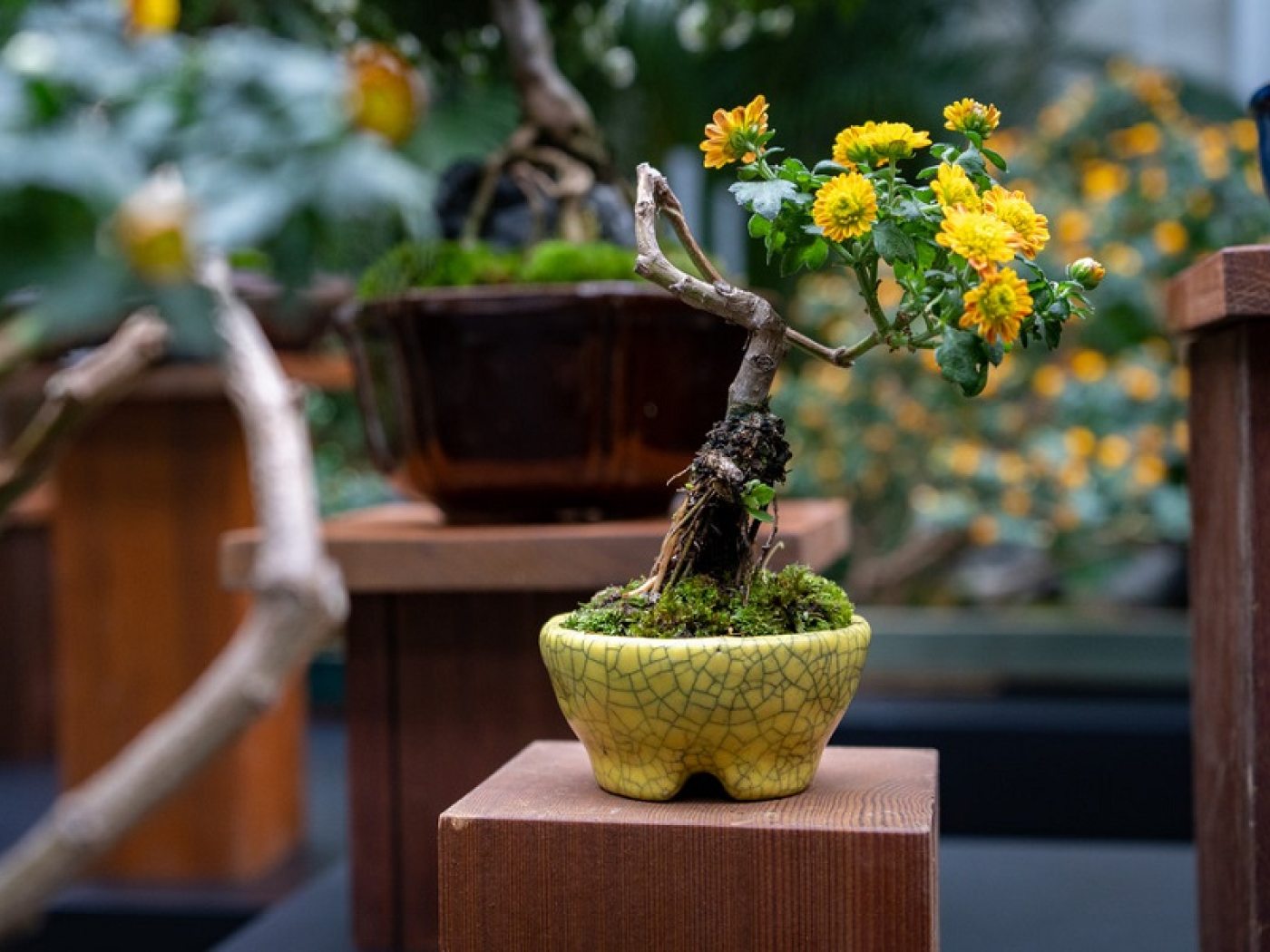 Bonsai Courtyard | Longwood Gardens