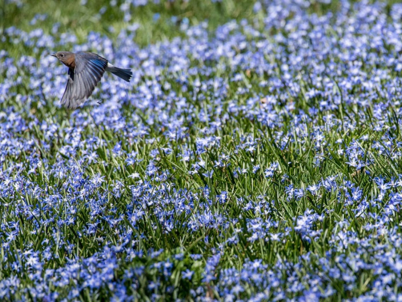 Meadow Garden | Longwood Gardens