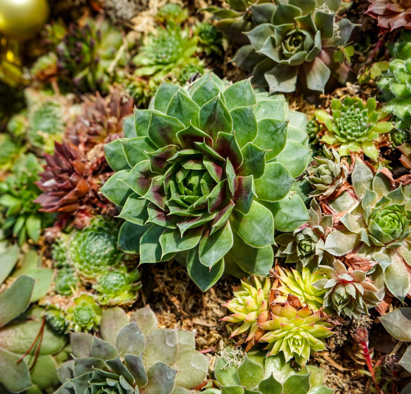 Our Blog | Longwood Gardens